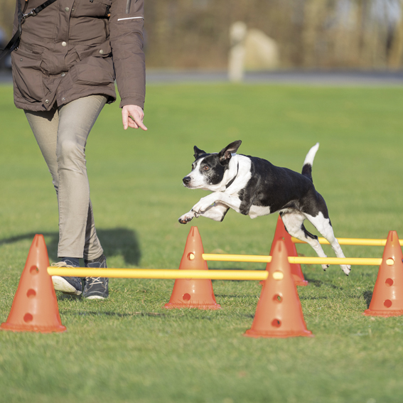 Dog Activity Obstacle Set 3 Obstacles - Doggie-Zen