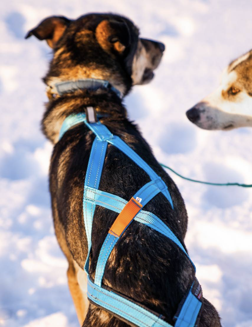 V.I.P R -harness Turkis - Vildmannens Drag