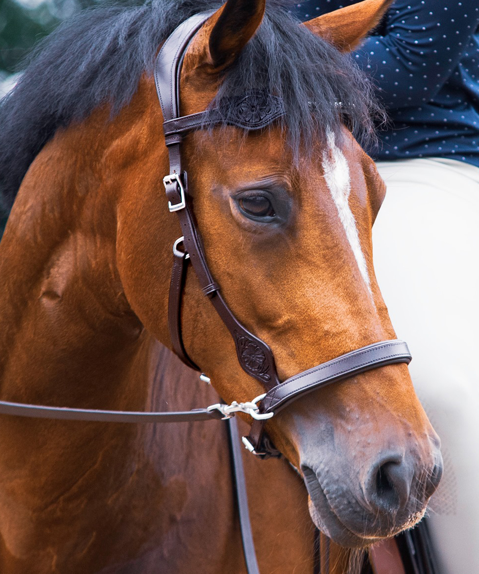 Sidepull anatomiskt med tyglar - F.R.A® 'Dandy', brun - www.taur.se