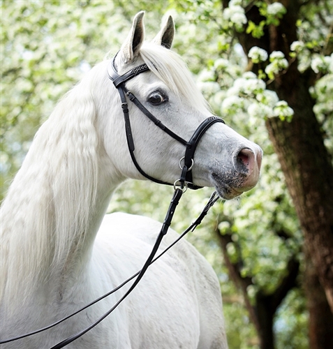 Barefoot® Bitless Bridle Contour Jewel - www.taur.se