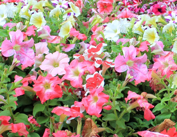 Trädgårdsprodukter - Jord & Gödsel från Jordgubbarna