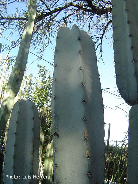 SuccSeed - Armatocereus laetus