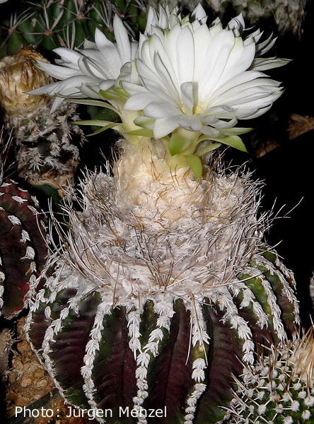 SuccSeed - Discocactus horstii