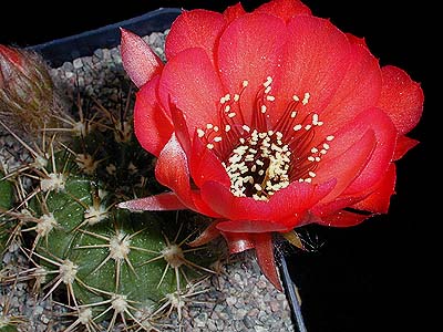 SuccSeed - Lobivia grandiflora v. herzogii J 203 (Tafi del Valle, Arg)