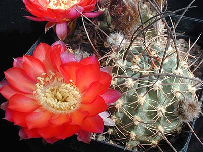 SuccSeed - Lobivia haematantha v. jasimanensis WR 792 (Jasimana, 3200m ...