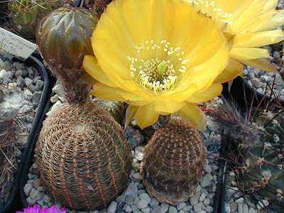 SuccSeed - Lobivia haematantha v. rebutioides MN 29 (Tilcara, Arg)