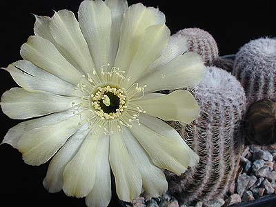 SuccSeed - Lobivia haematantha v. rebutioides 'albolanata' WR 585a ...