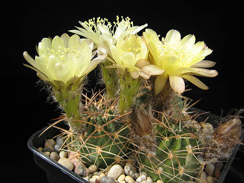 SuccSeed - Lobivia lateritia v. citriflora WR 748