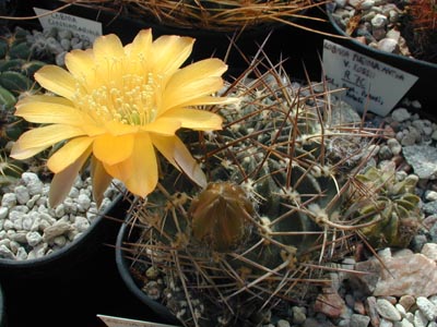 SuccSeed - Lobivia pugionacantha v. rossii WR 70 (Huari Huari, Bol)