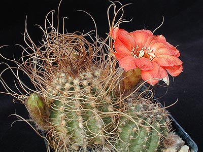 SuccSeed - Lobivia saltensis (Sta Barbara, 3000m, Arg)