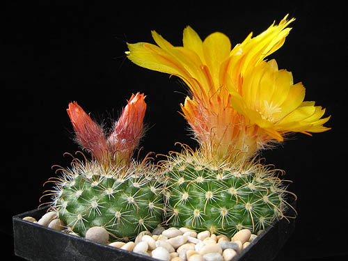 SuccSeed - Parodia microsperma RH 2288c