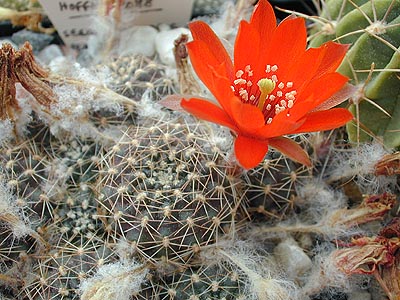 SuccSeed - Rebutia atrovirens v. ritteri Hoffmann 2088