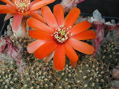 SuccSeed - Rebutia atrovirens v. ritteri WR 520 (Santa Victoria, Arg)