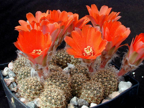 SuccSeed - Rebutia atrovirens v. ritteri WR 700a (El Aquilar, Arg)