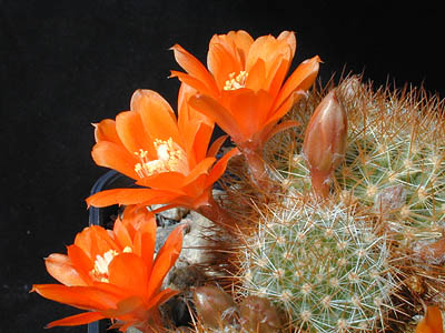 SuccSeed - Rebutia fiebrigii v. MN 122 (Valle CO, Arg)