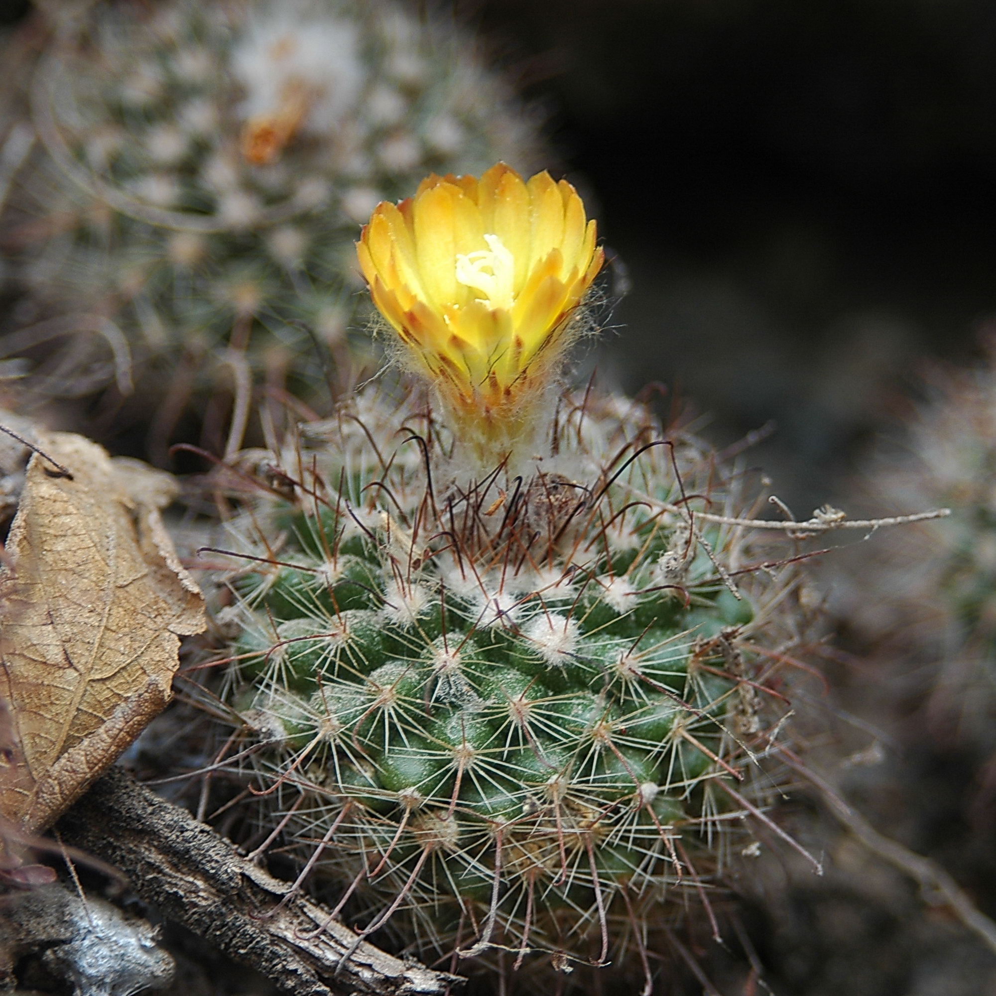 SuccSeed - Parodia sanguiniflora 'alijilanensis' HU 620.1 (Alijilan ...