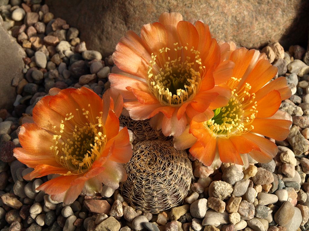 SuccSeed - Lobivia haematantha v. rebutioides TB 410.1 (Tumbaya, Arg)