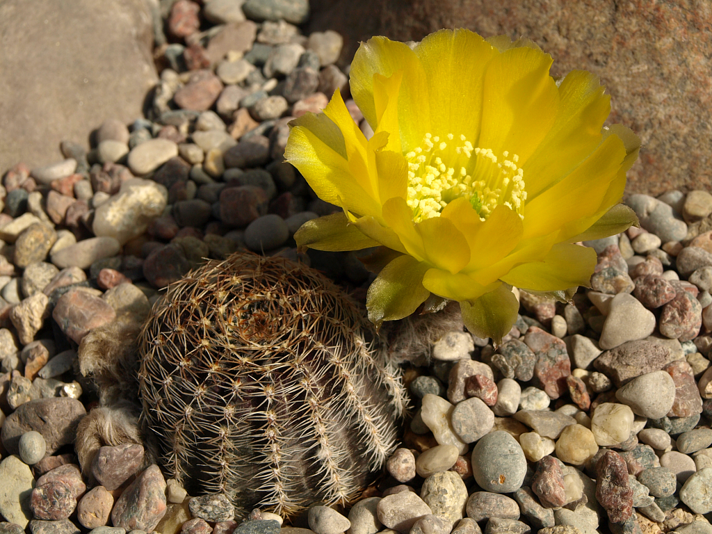 SuccSeed - Lobivia haematantha v. rebutioides TB 410.1 (Tumbaya, Arg)