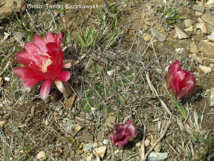 SuccSeed - Lobivia pugionacantha v. rossii TB 549.1 (Calapaya-Turichipa ...