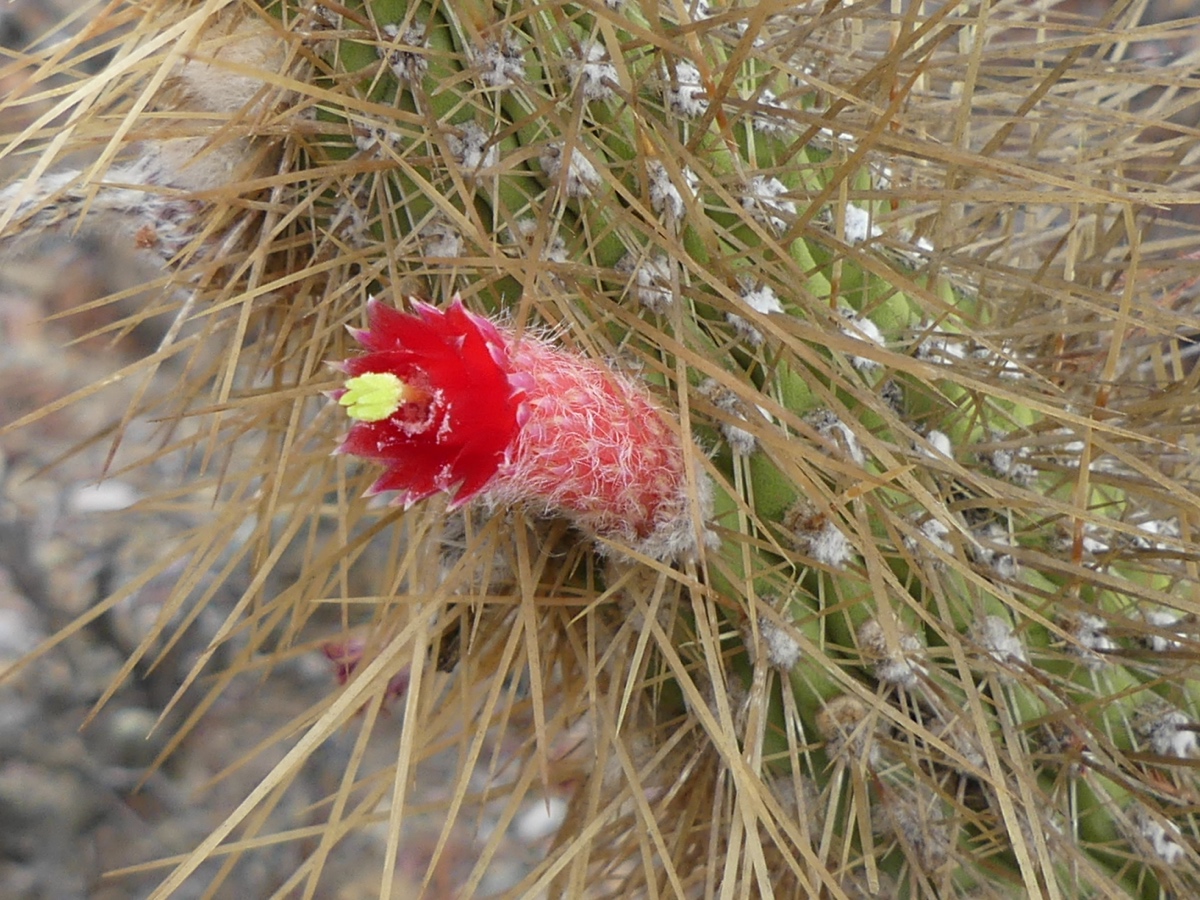 SuccSeed - Cleistocactus hyalacanthus MN 756 (Paichu)