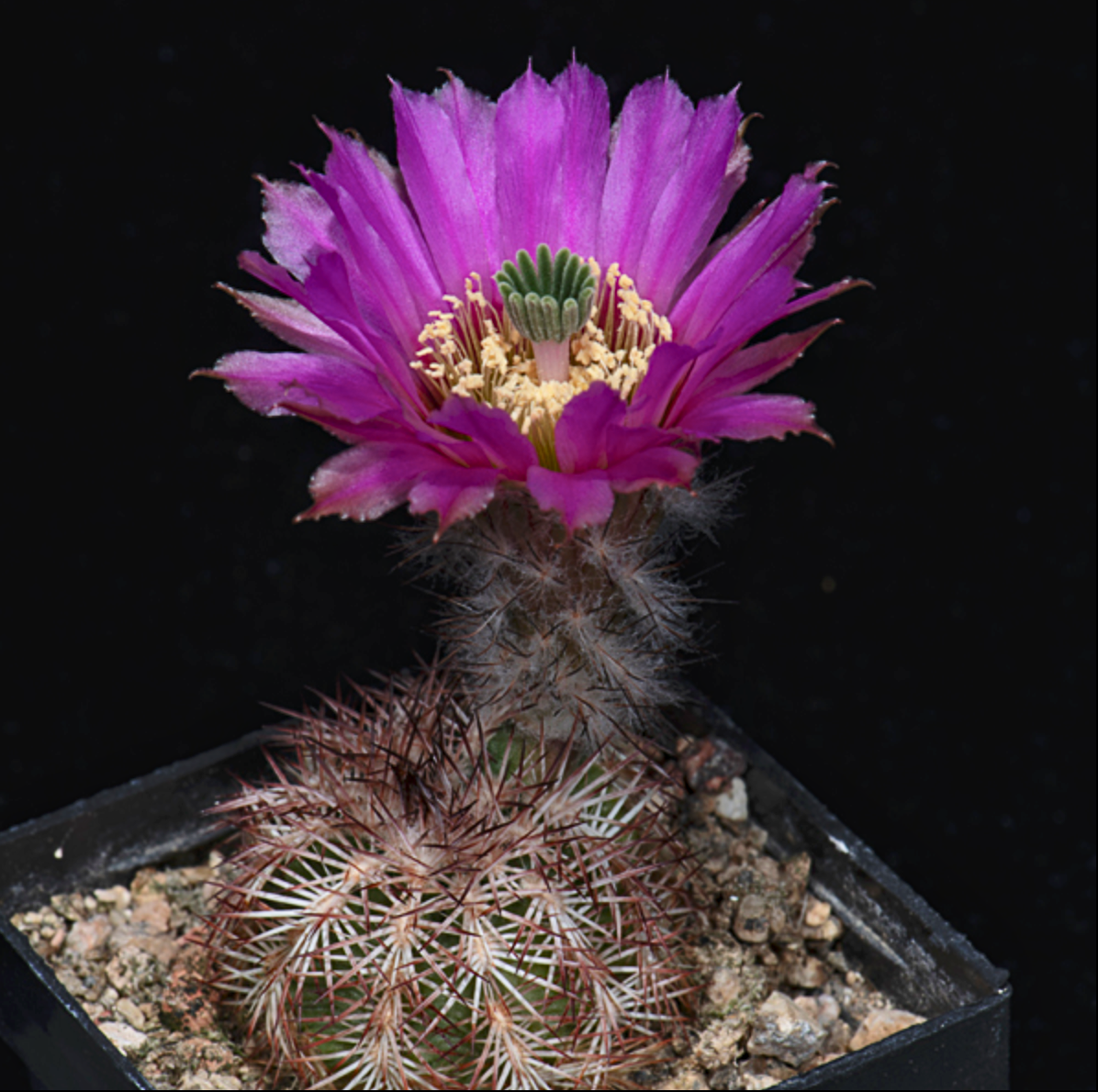 SuccSeed - Echinocereus reichenbachii v. baileyi JRT 205 (Major Co, OK)