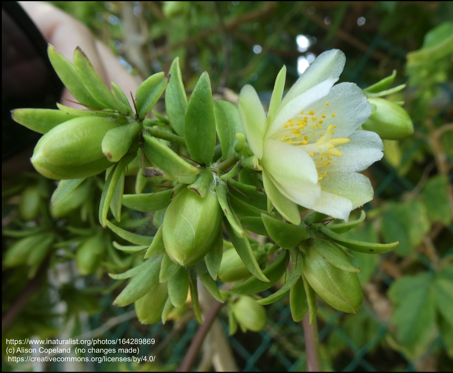 SuccSeed - Pereskia aculeata