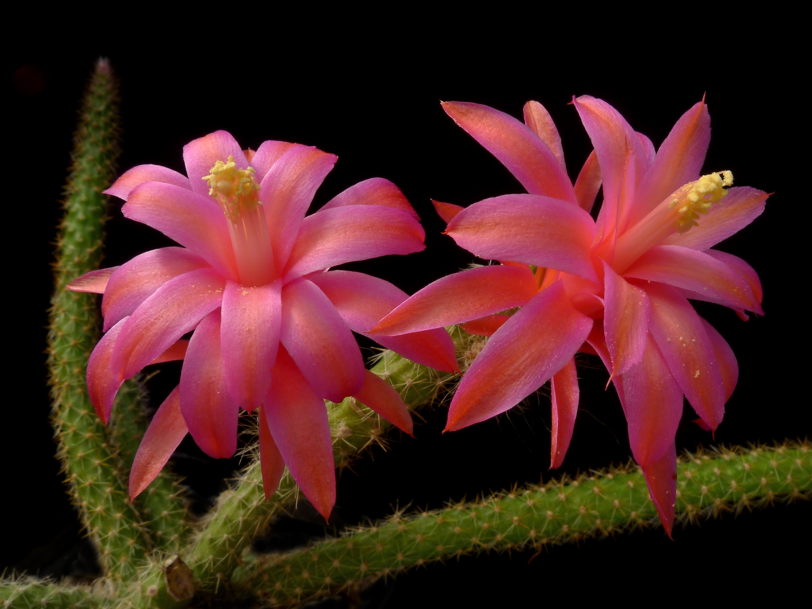 SuccSeed - Aporocactus flagelliformis