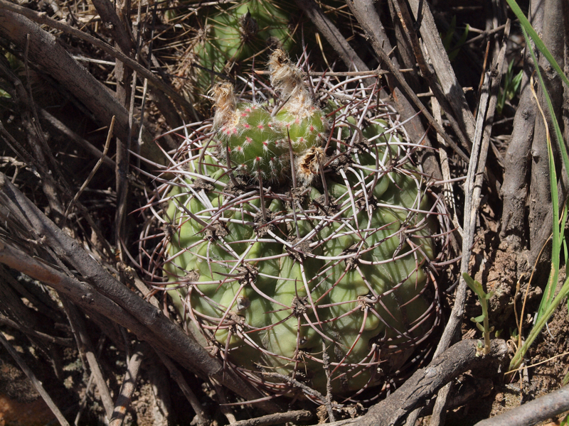 SuccSeed - Denmoza rhodacantha TB 1094.5