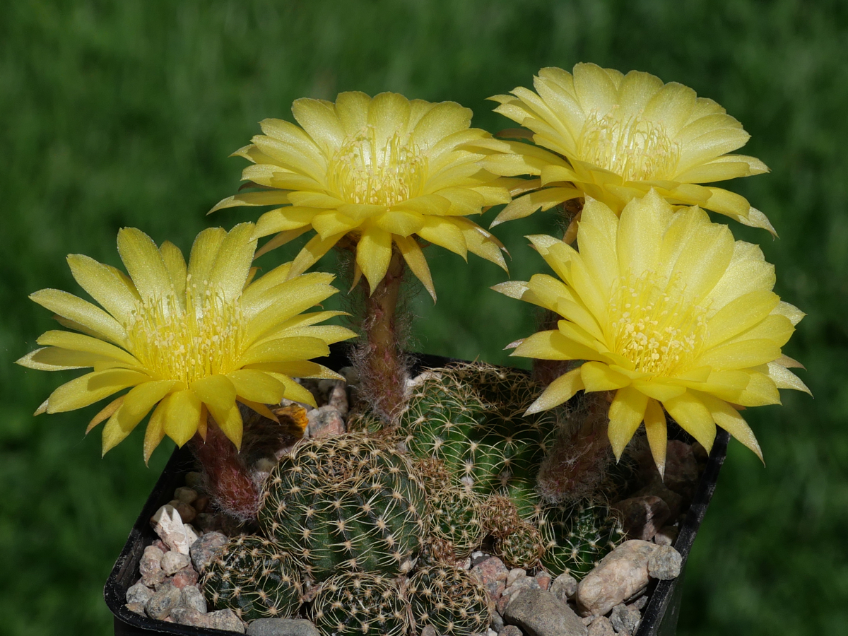 SuccSeed - Lobivia arachnacantha v. sulphurea MN 708 (S Pampagrande)