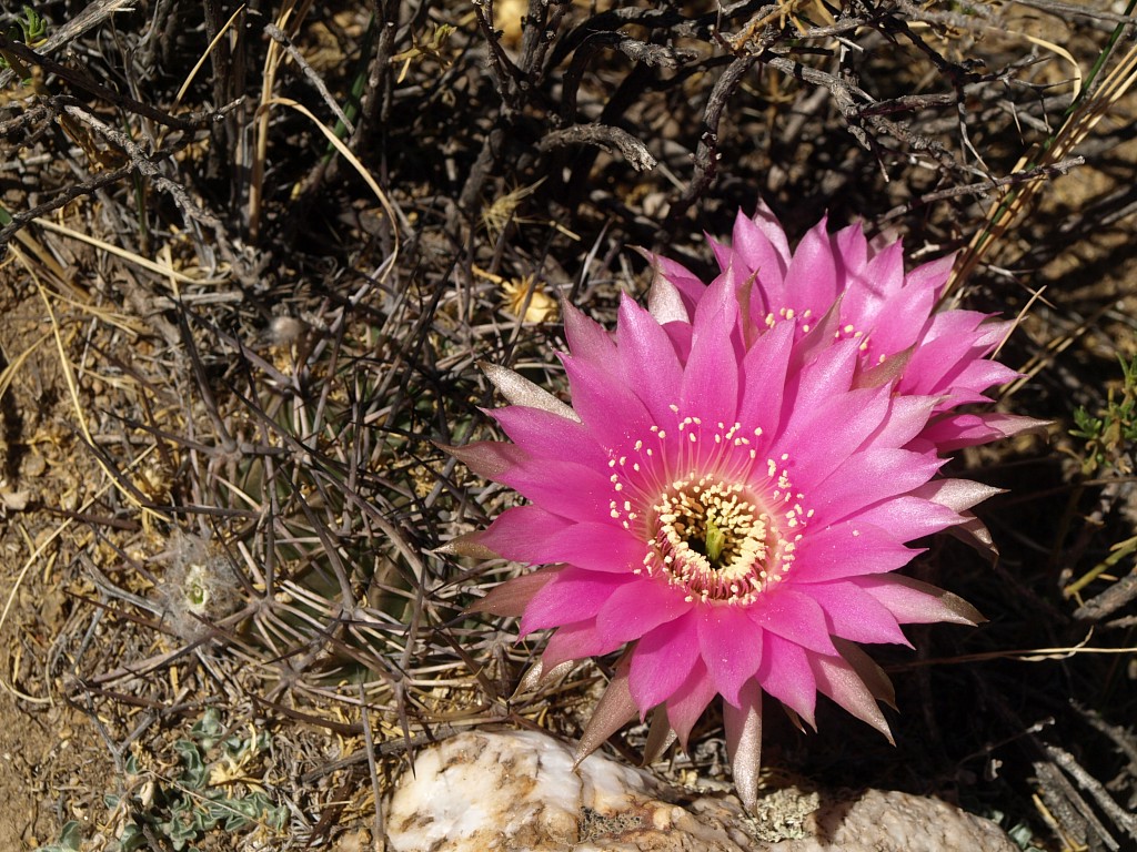 SuccSeed - Lobivia ferox v. longispina TB 1036.1