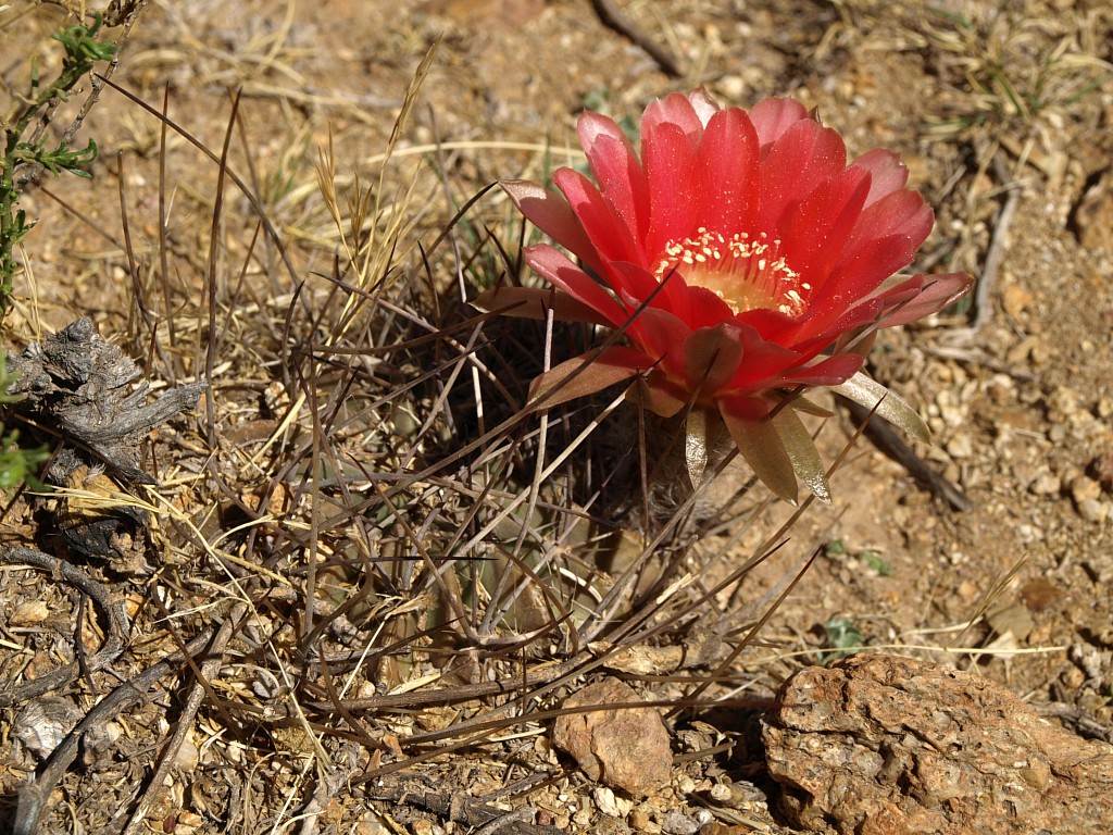 SuccSeed - Lobivia ferox v. longispina TB 1036.1