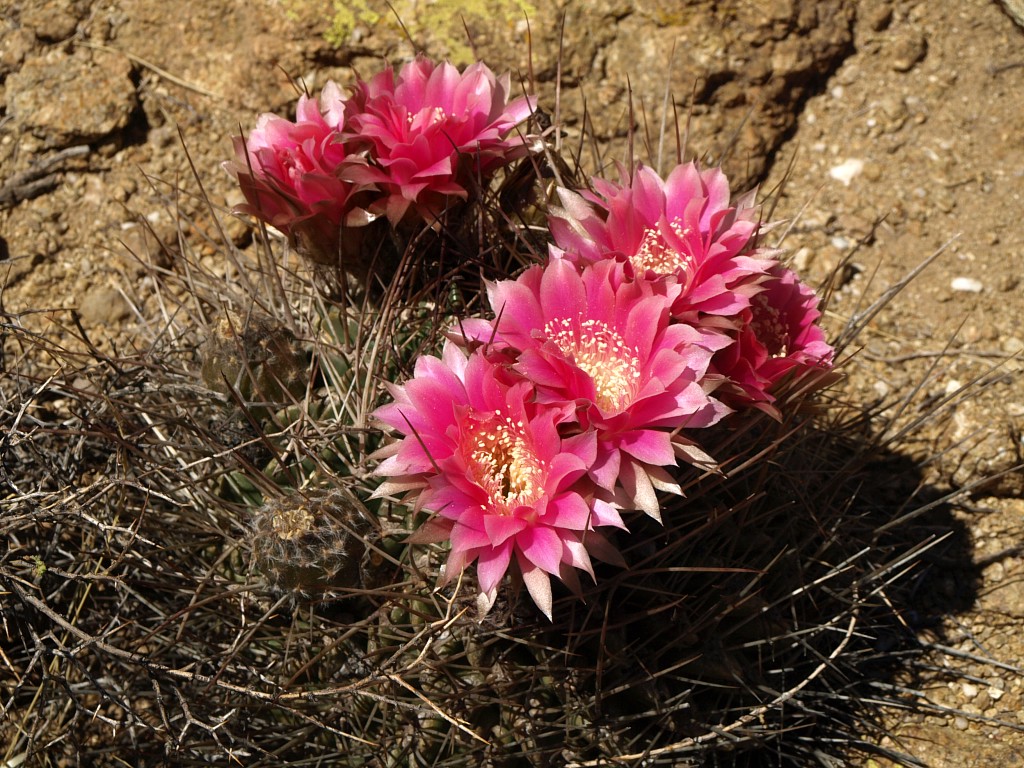 SuccSeed - Lobivia ferox v. longispina TB 1036.1