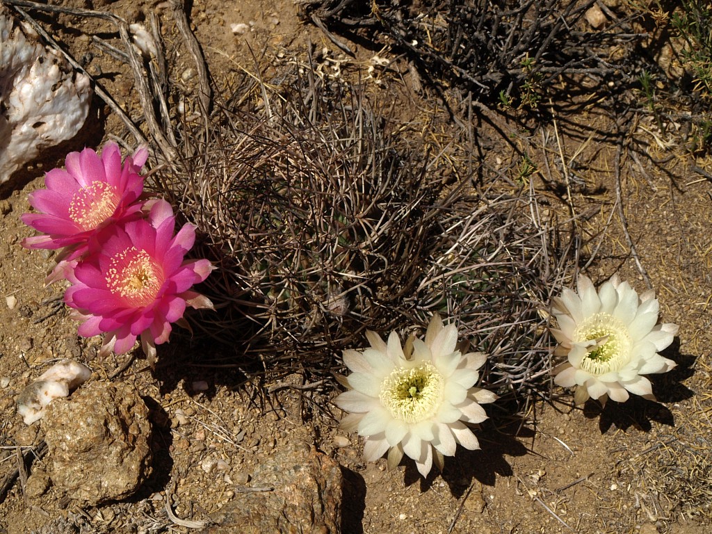 SuccSeed - Lobivia ferox v. longispina TB 1036.1