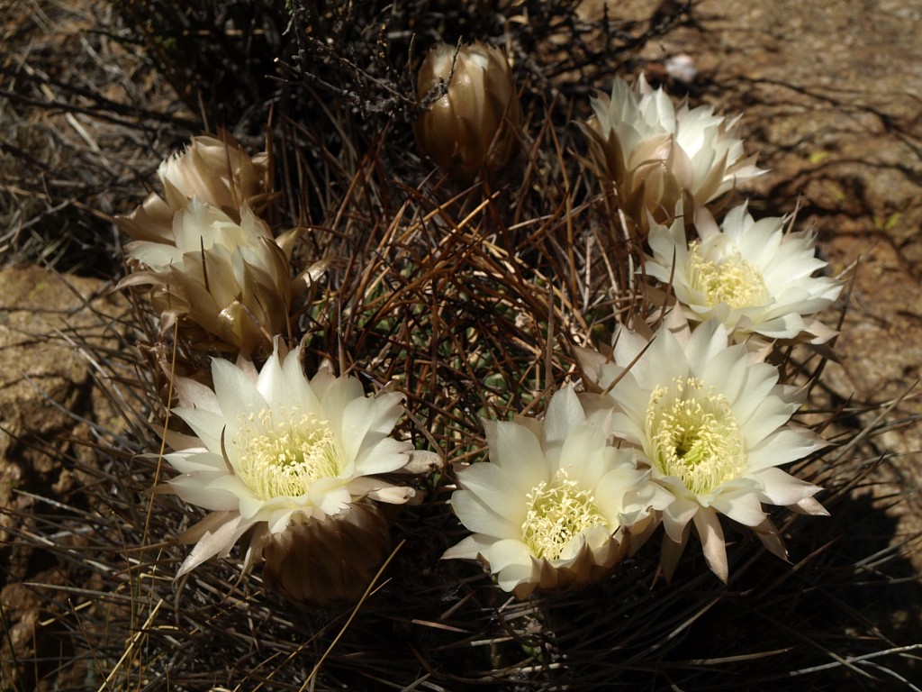 SuccSeed - Lobivia ferox v. longispina TB 1036.1