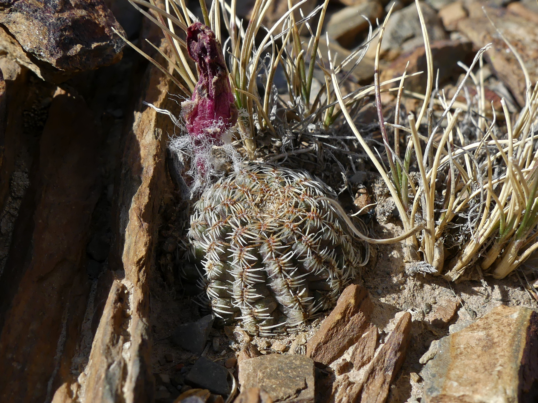 SuccSeed - Rebutia pygmaea 'gracilispina' MN 743 (Tupiza - San Vicente ...