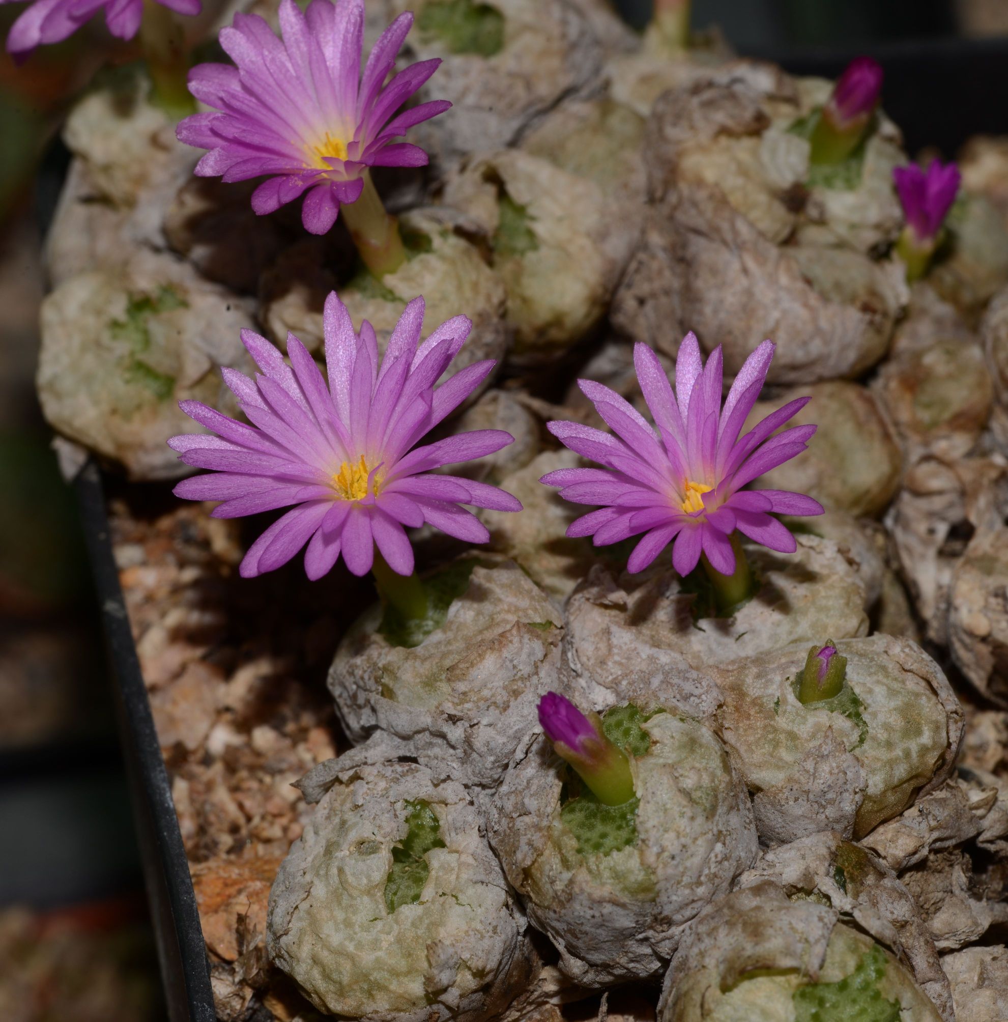 SuccSeed - Conophytum fulleri (Agter Pella)