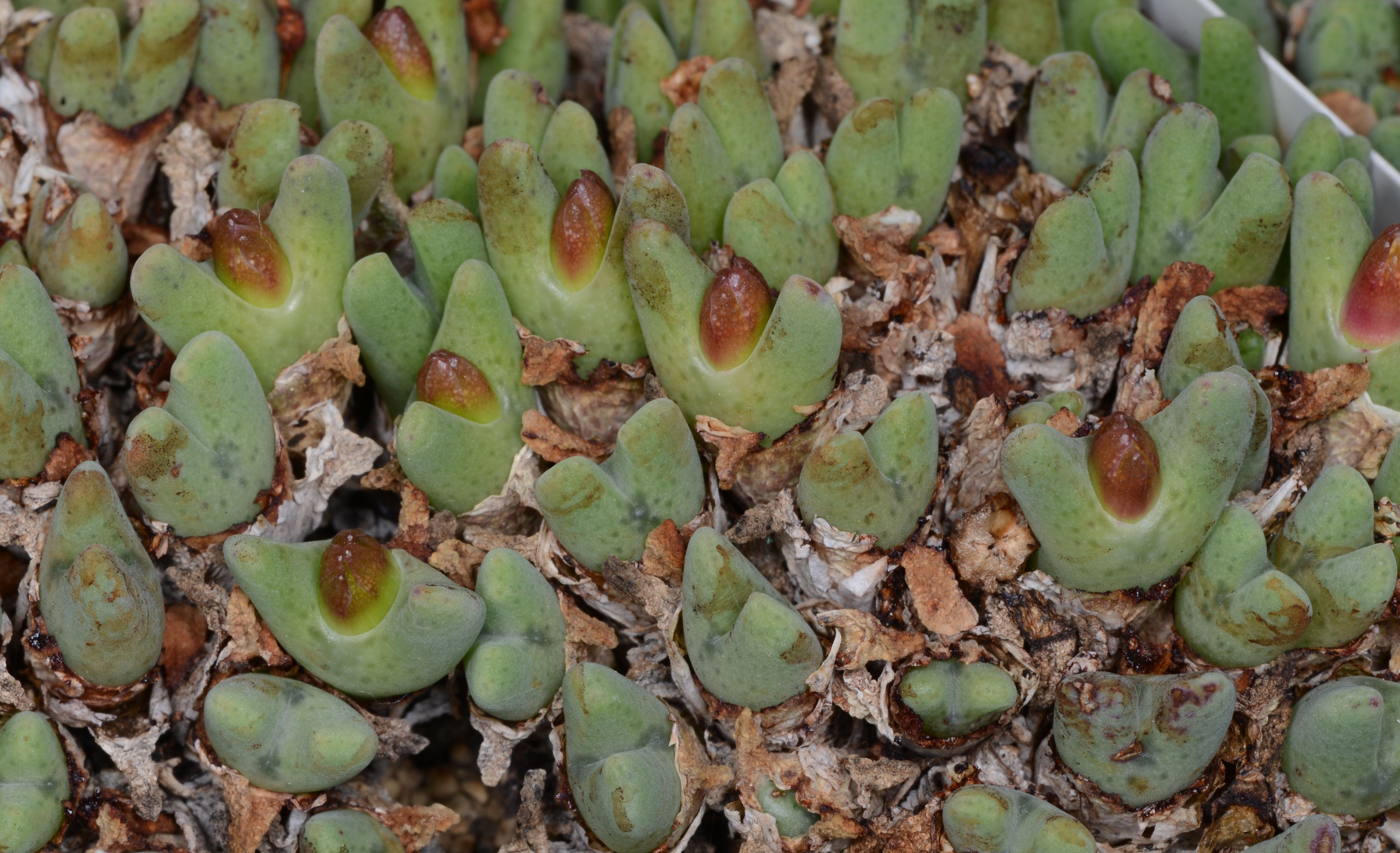 SuccSeed - Conophytum quaesitum ssp. rostratum EVJ 8841 (W Stinkfontein)