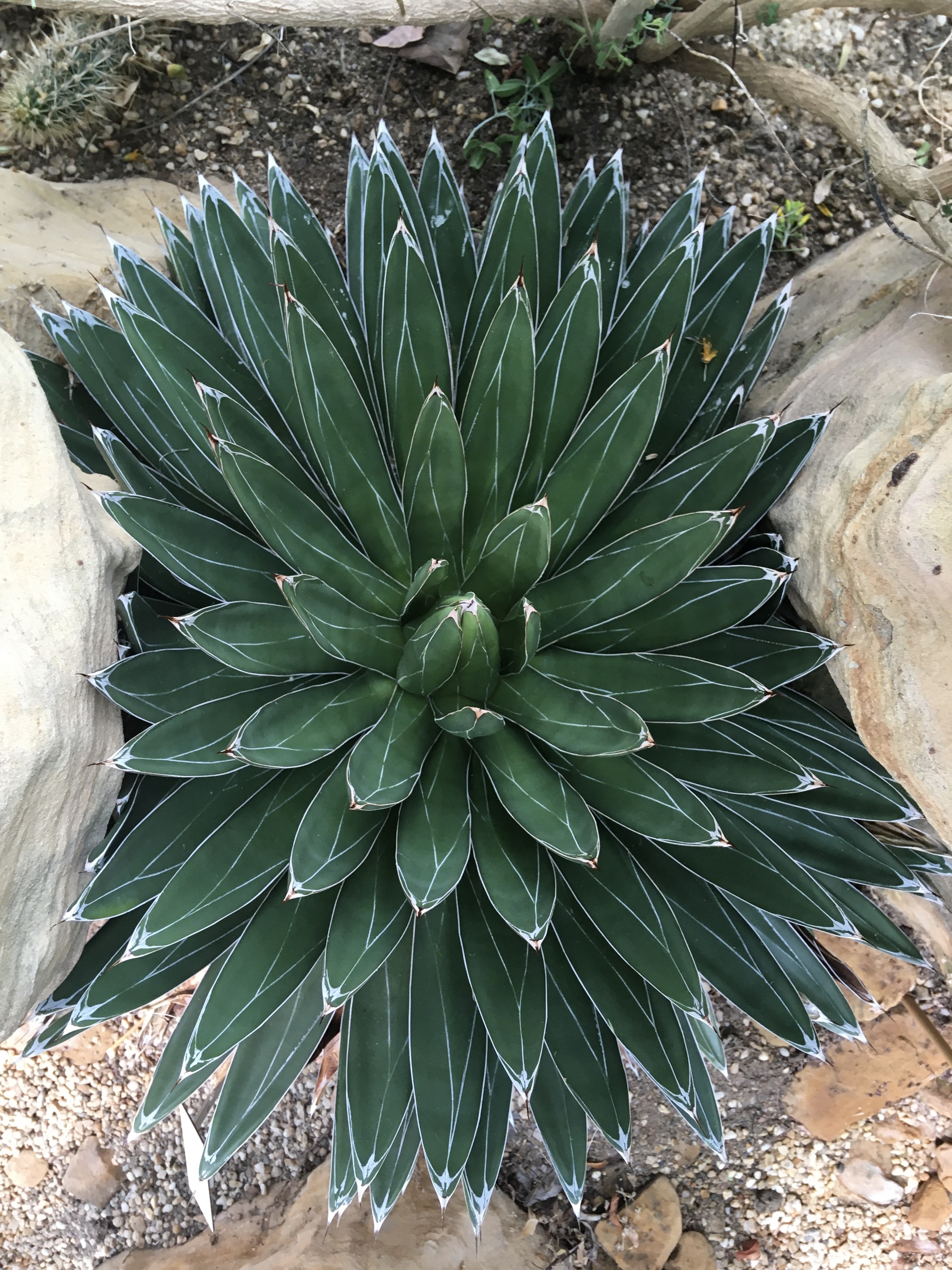 SuccSeed - Agave victoria-reginae 'compact form'
