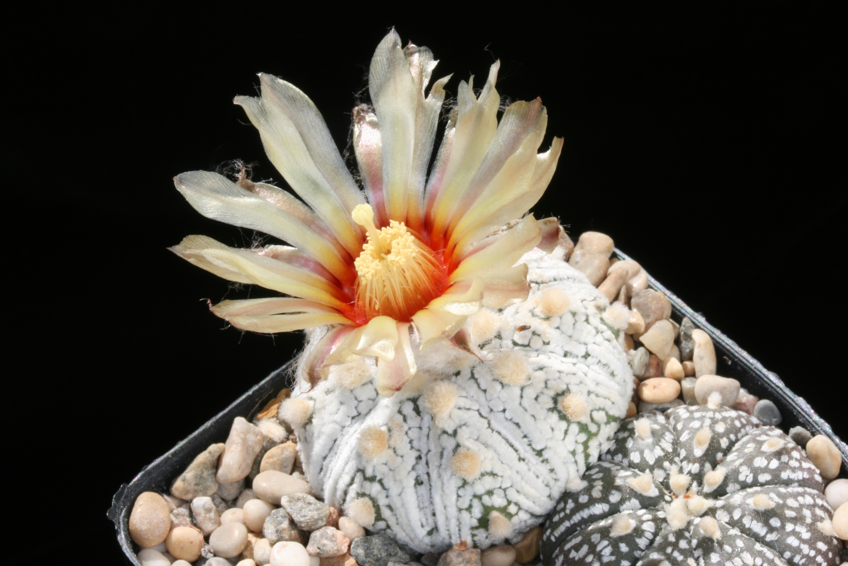 SuccSeed - Astrophytum asterias cv. Superkabuto