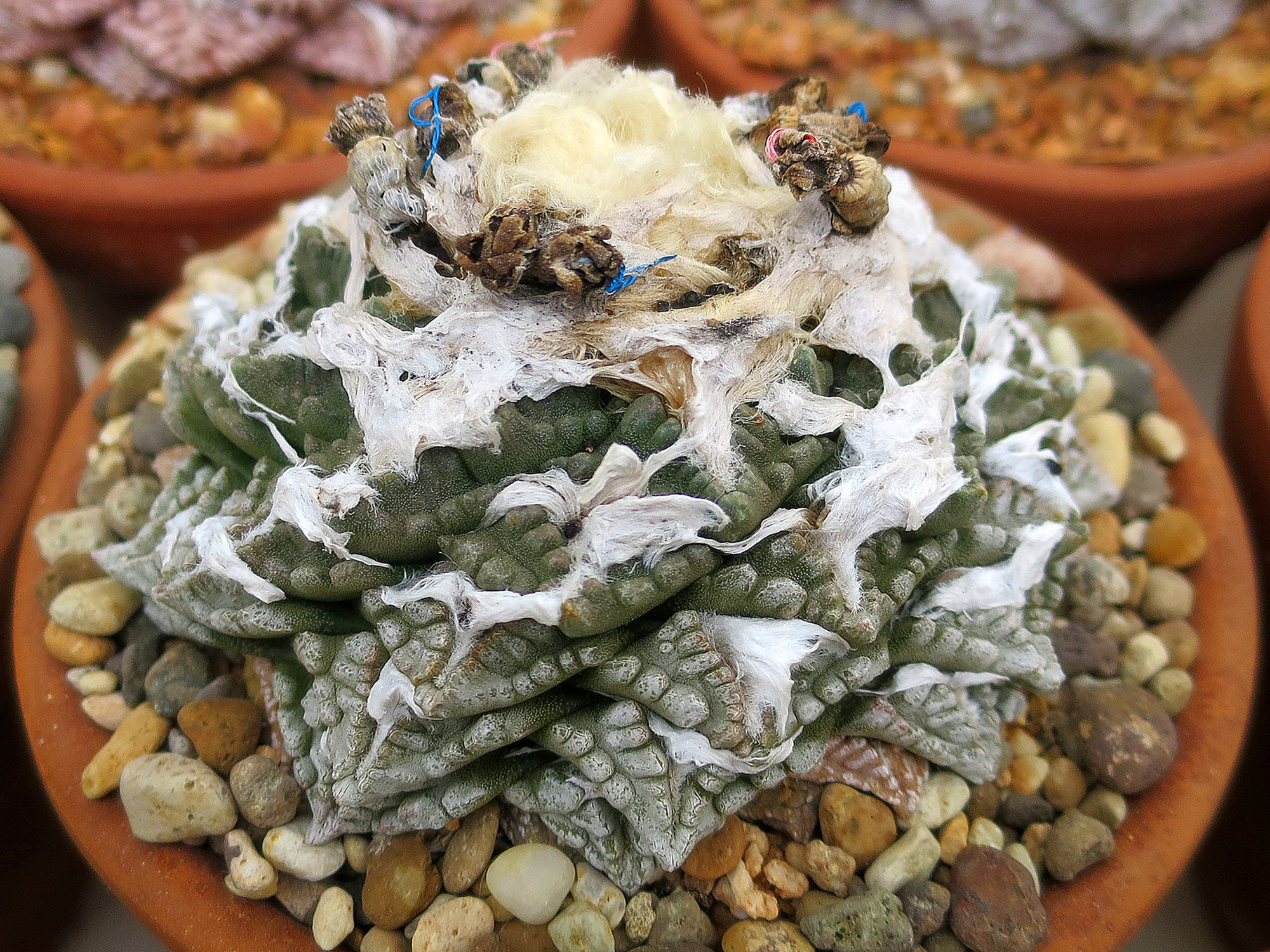 SuccSeed - Seeds - Cacti