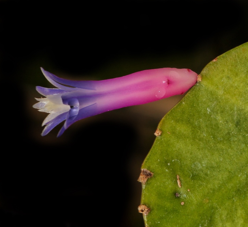 SuccSeed - Pseudorhipsalis amazonica (Wittia)