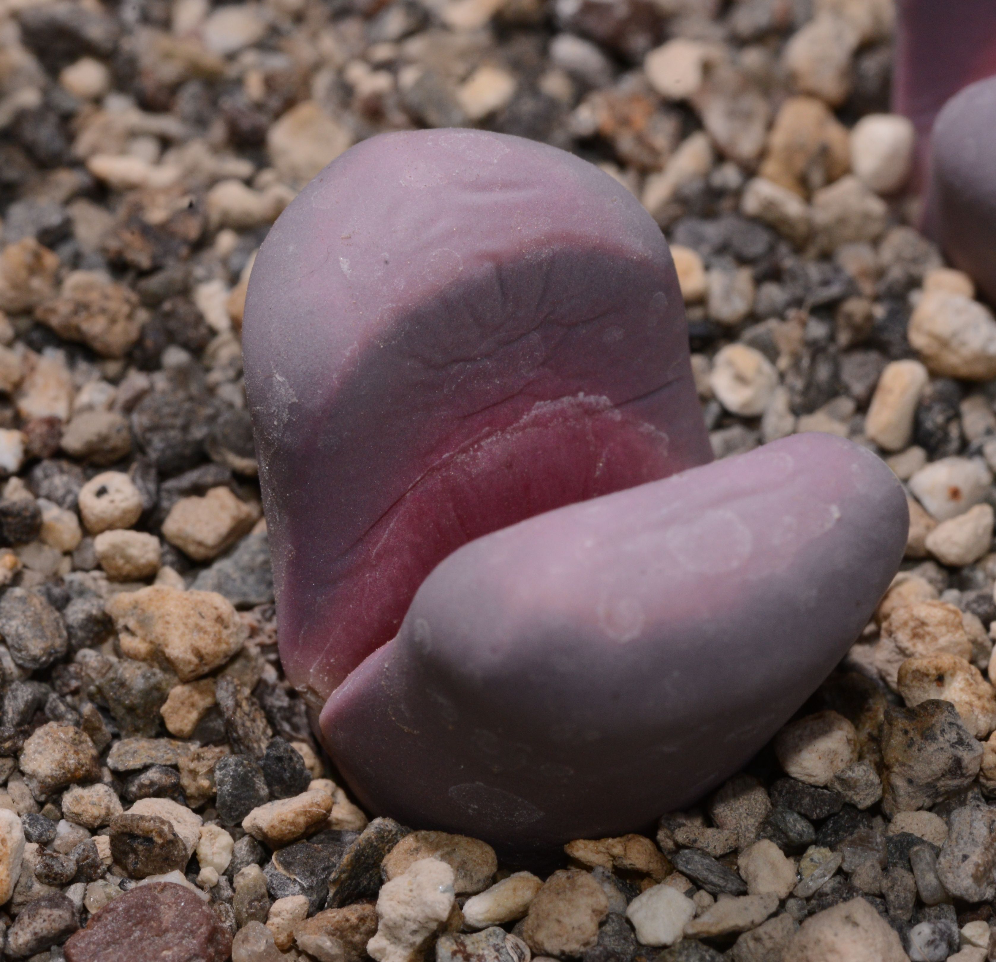 SuccSeed - Lithops meyeri cv Hammerruby C 272A