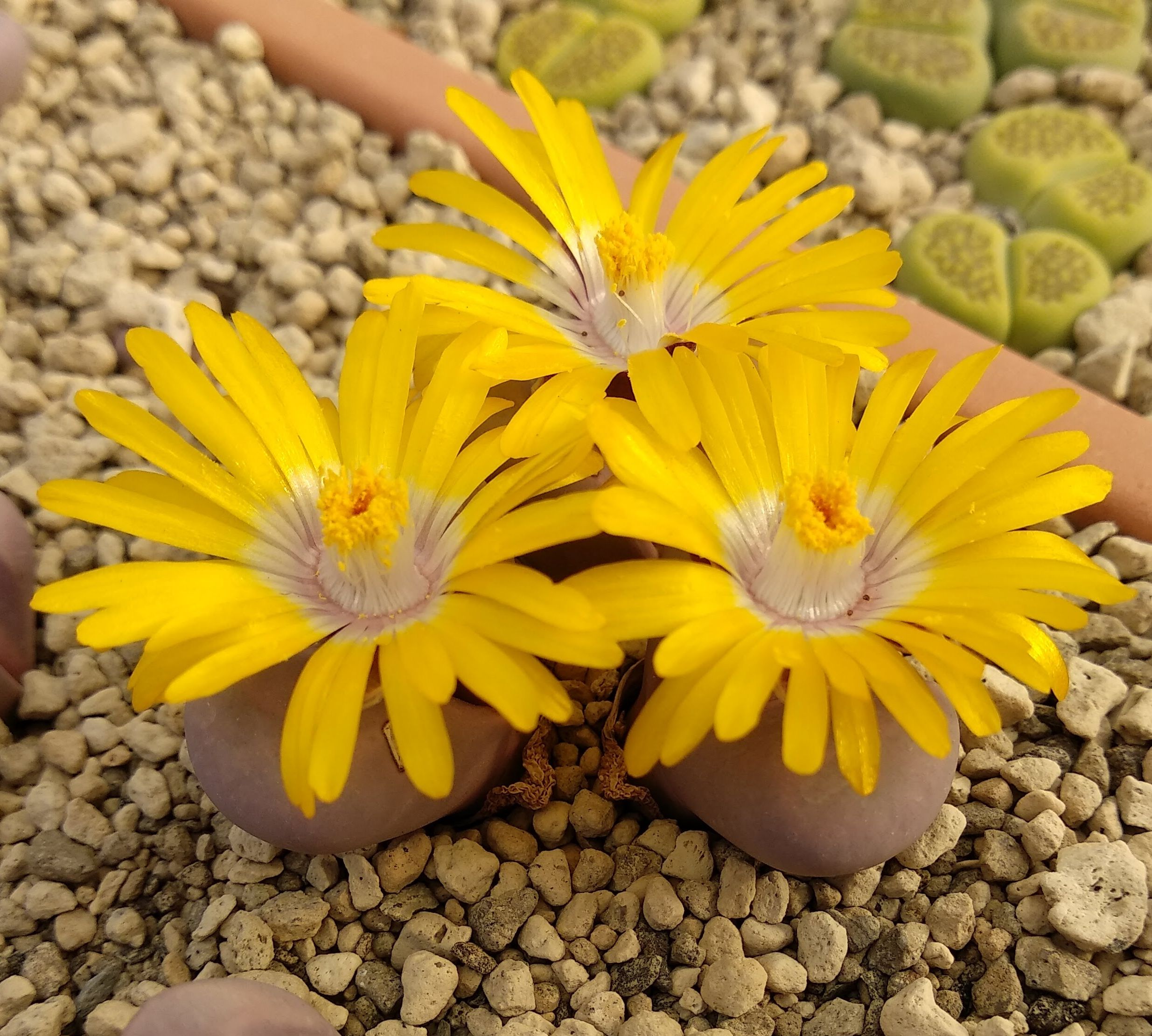 SuccSeed - Lithops meyeri cv Hammerruby C 272A