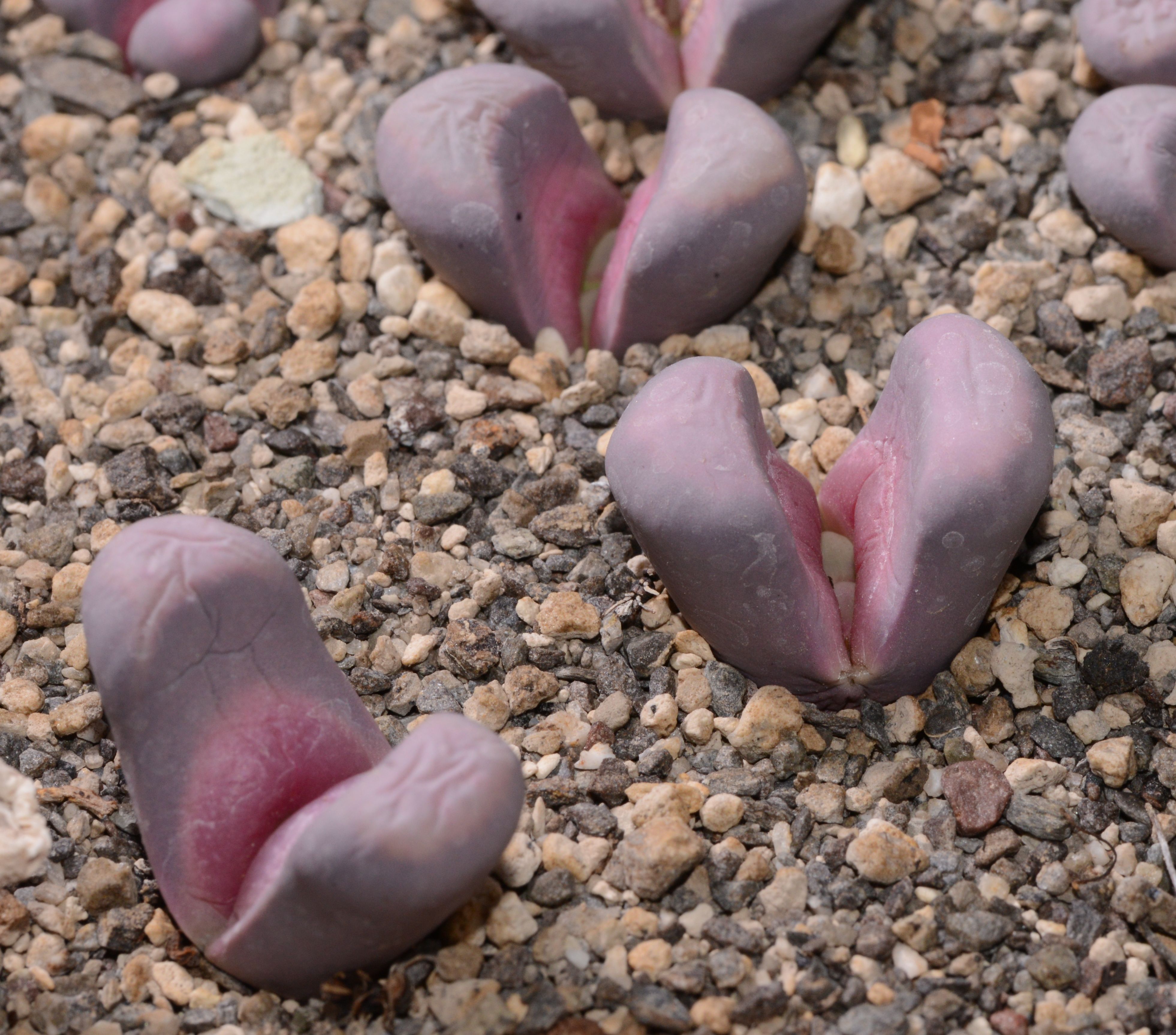 SuccSeed - Lithops meyeri cv Hammerruby C 272A