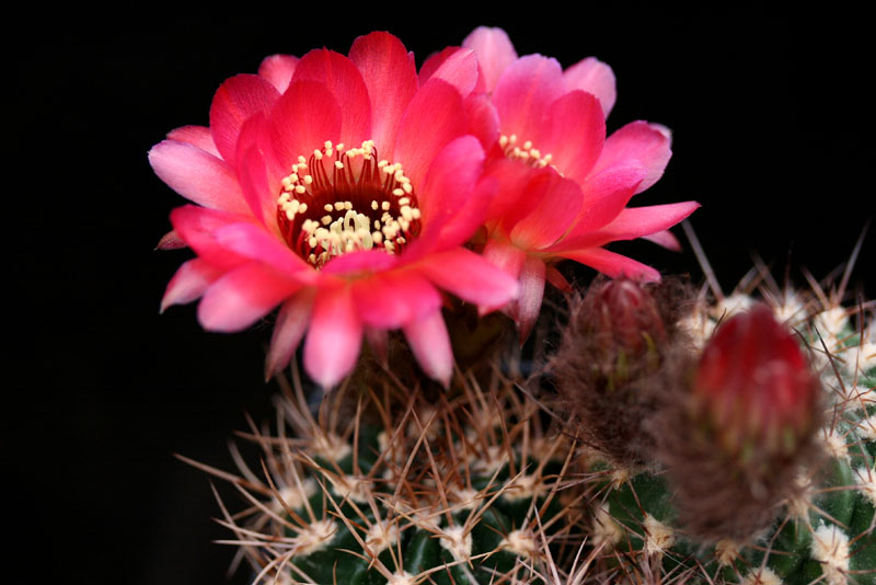 SuccSeed - Lobivia grandiflora v. herzogii WR 795 (Tafi del Valle, Tuc ...