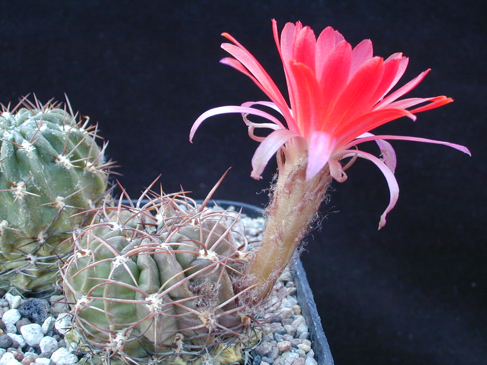 SuccSeed - Lobivia maximiliana v. corbula WR 412 (Cuzco, 3500m, Peru)