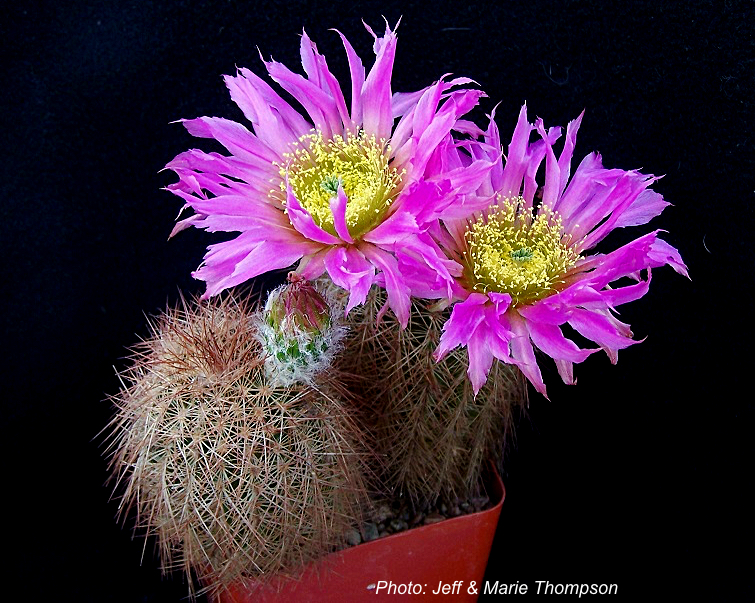 SuccSeed - Echinocereus reichenbachii ssp. baileyi JRT 219 (Granite ...