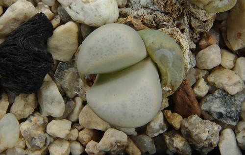 SuccSeed - Lithops meyeri C 272 (45 km NNE of Port Nolloth, South Africa)