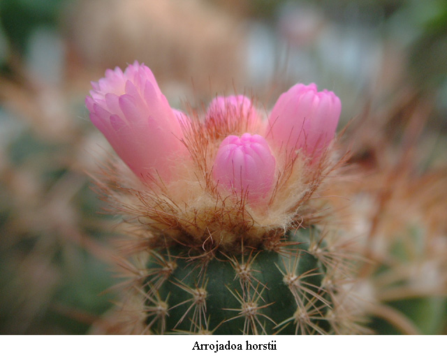 SuccSeed - Arrojadoa horstiana