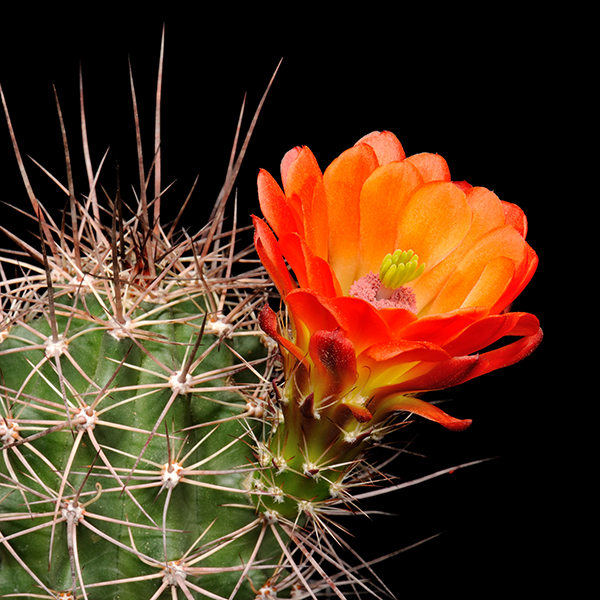 SuccSeed - Echinocereus coccineus ssp. transpecosensis (Van Horn, TX)